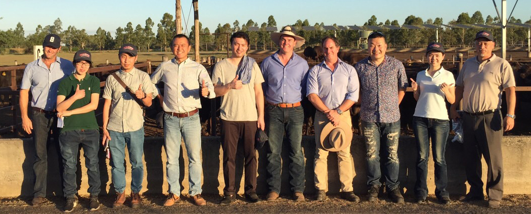 Kanpai Co visit to Kerwee - Stockyard Beef
