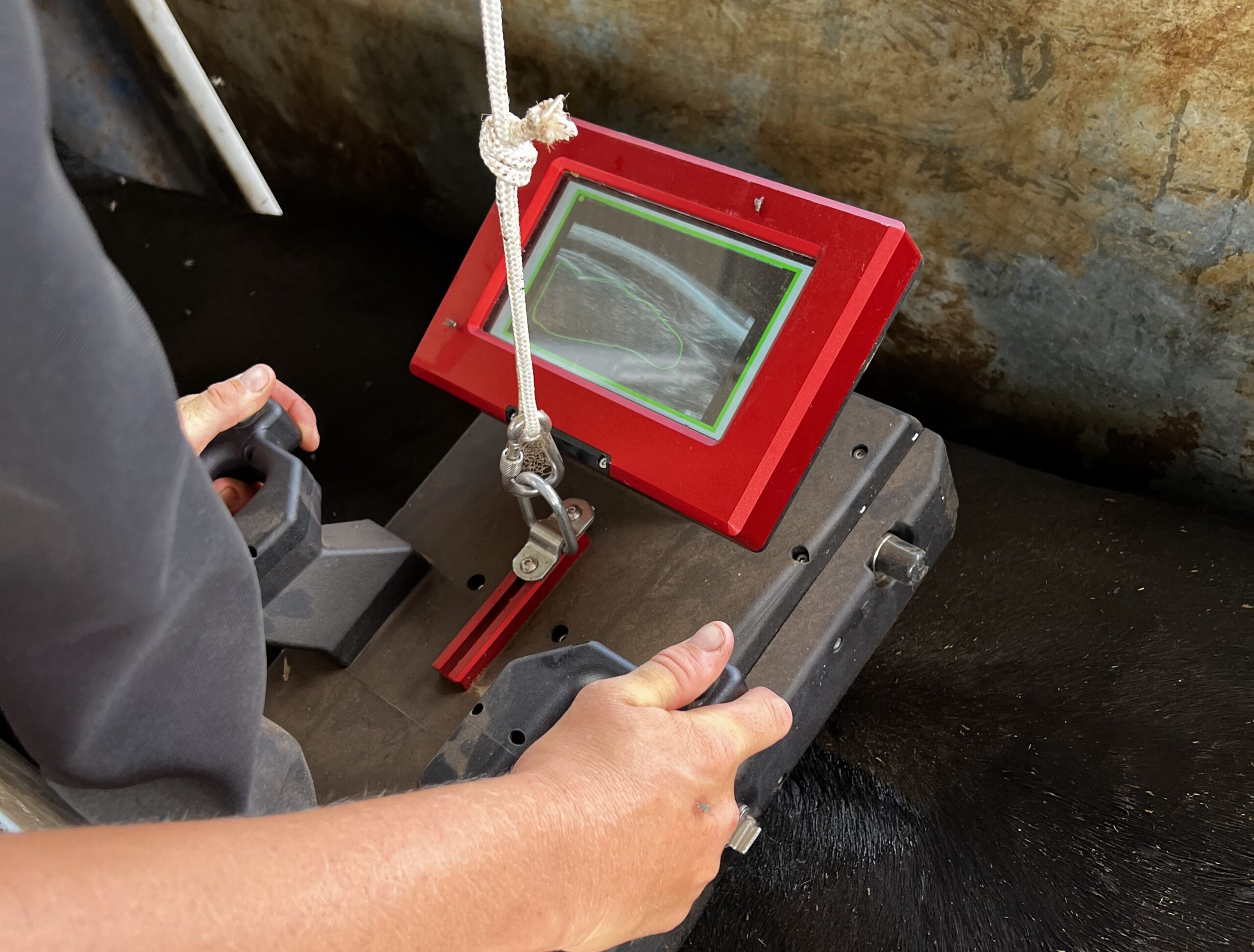 Stockyard trials new technology to forecast beef quality in live cattle ...